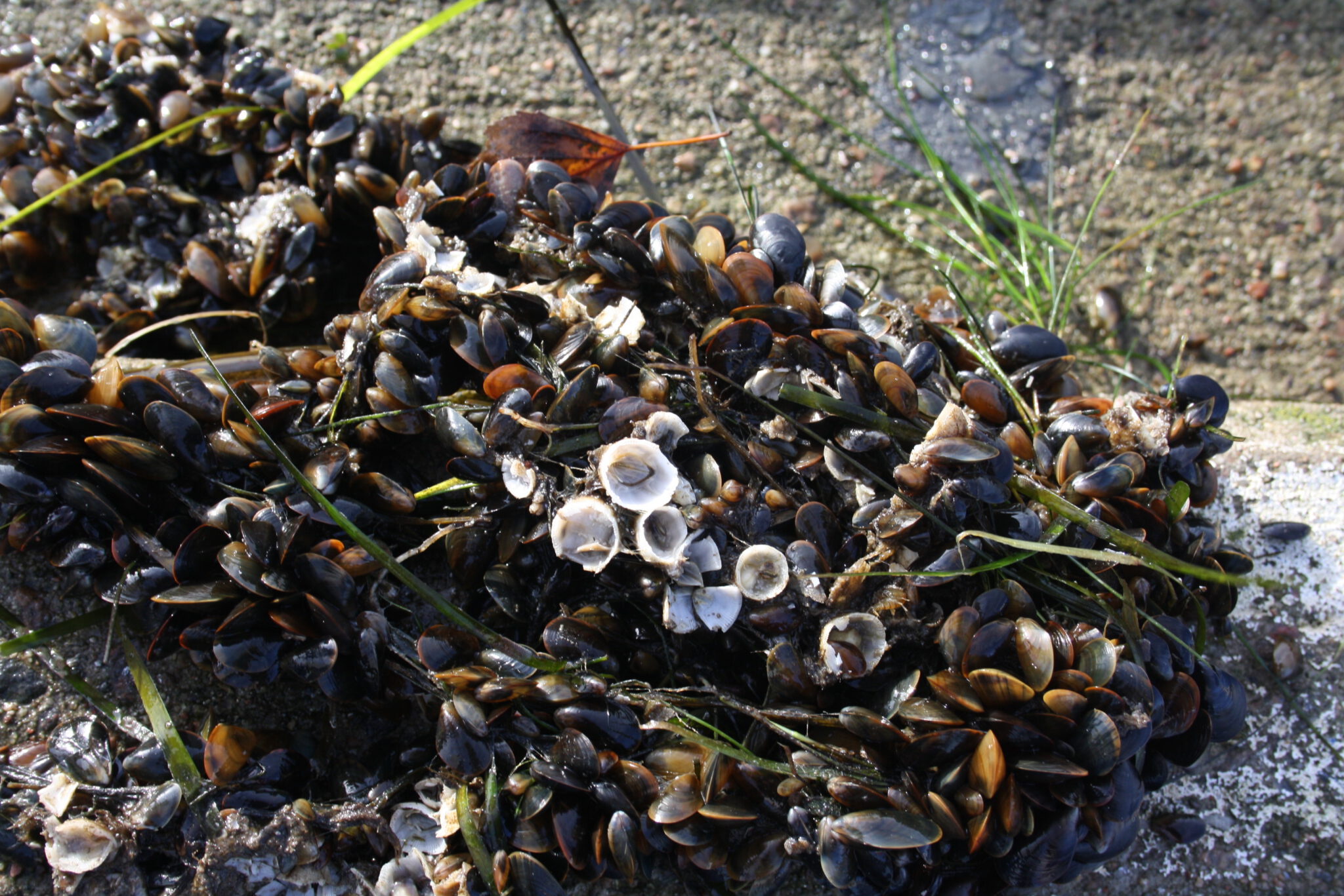 Consultancy and control of fouling prevention efficacy in freshwater ...